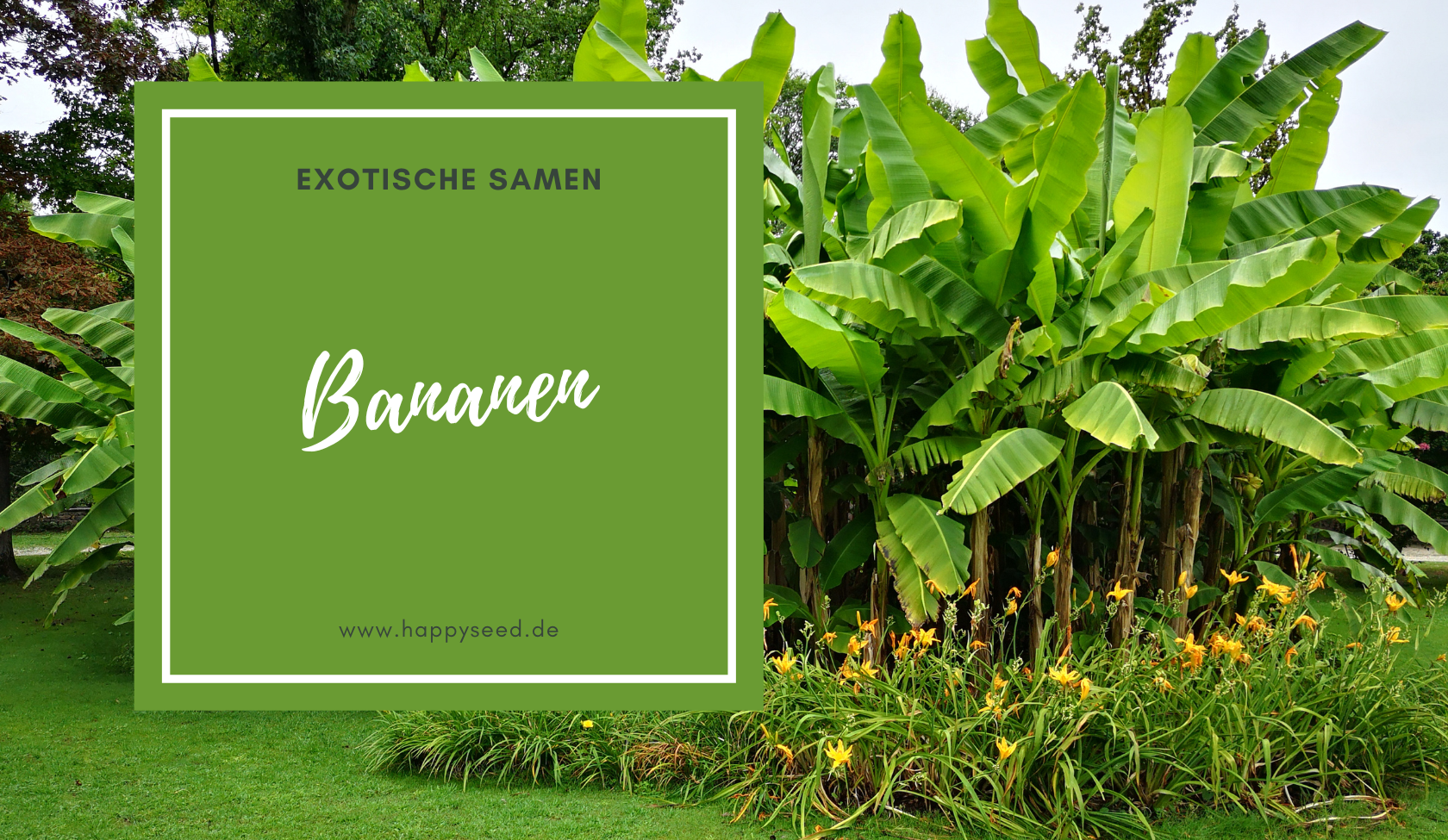 Vom Bananen Samen zu süßer Ernte - so baust du Bananensamen im Garten ...
